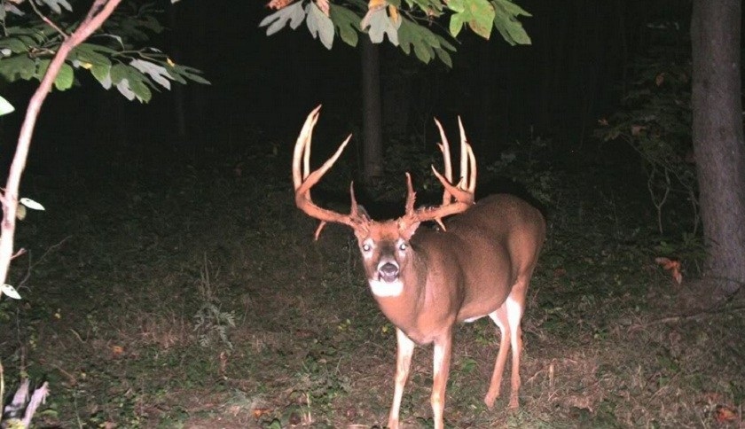 PHWFF Outdoors: Deer Trail Cameras Buying Guide