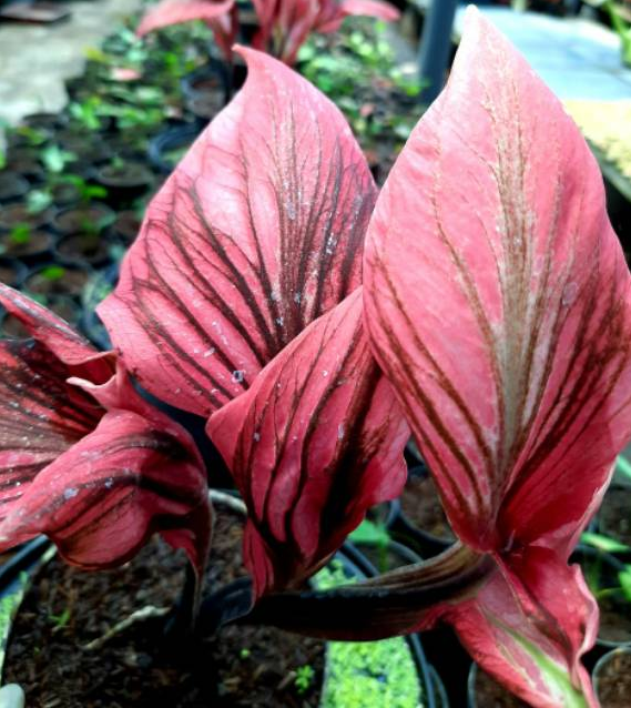 Jenis-jenis Tanaman Hias Caladium Dari Termurah Sampai Termahal