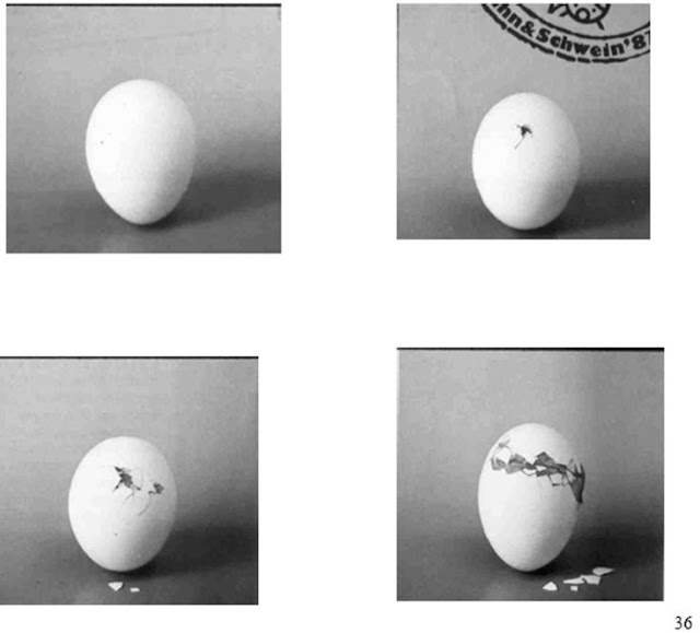 EMBRIOGÉNESIS E INCUBACIÓN AVIAR: EMBRIOGÉNESIS E INCUBACIÓN AVIAR