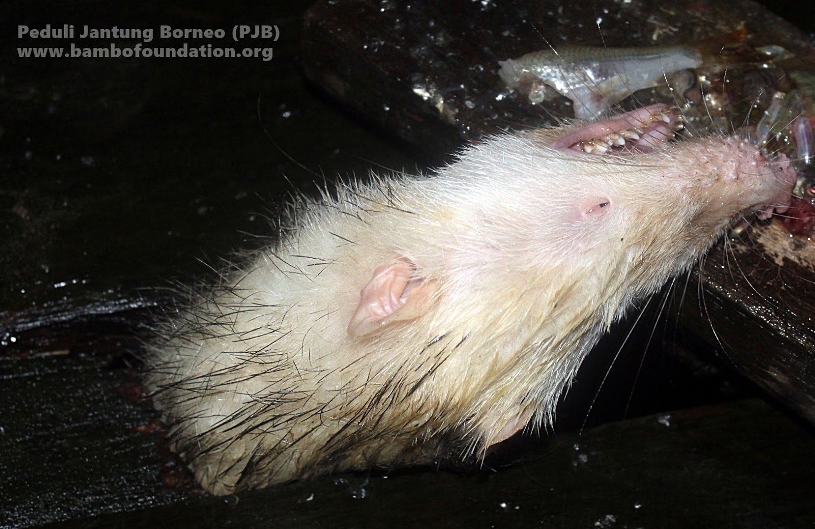 Mengenal Moonrat Si Tikus Bulan ~ Bambo Foundation