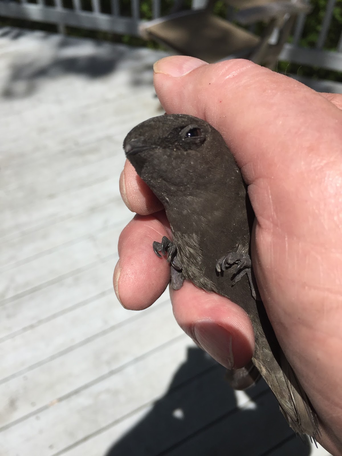 North Forty Pest Control Co. - Insect Asides