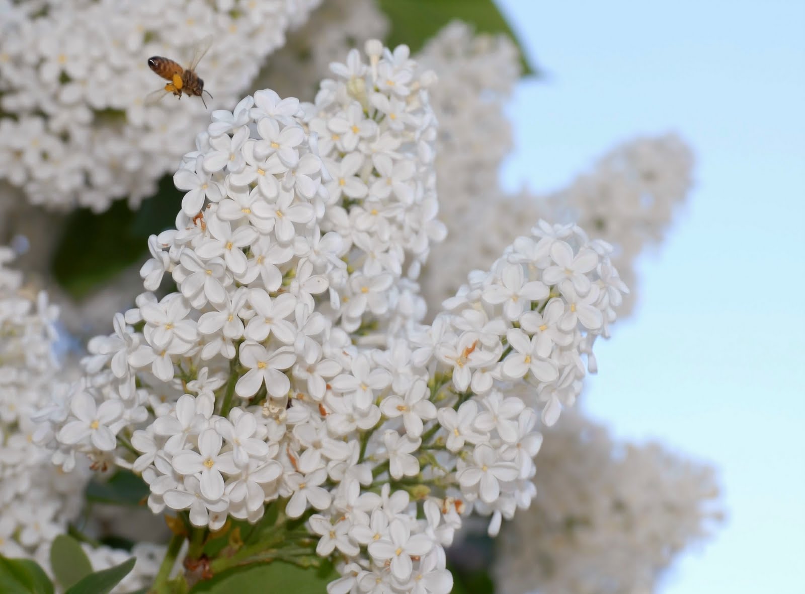 Teuvon Kuvat: Valkoinen syreeni