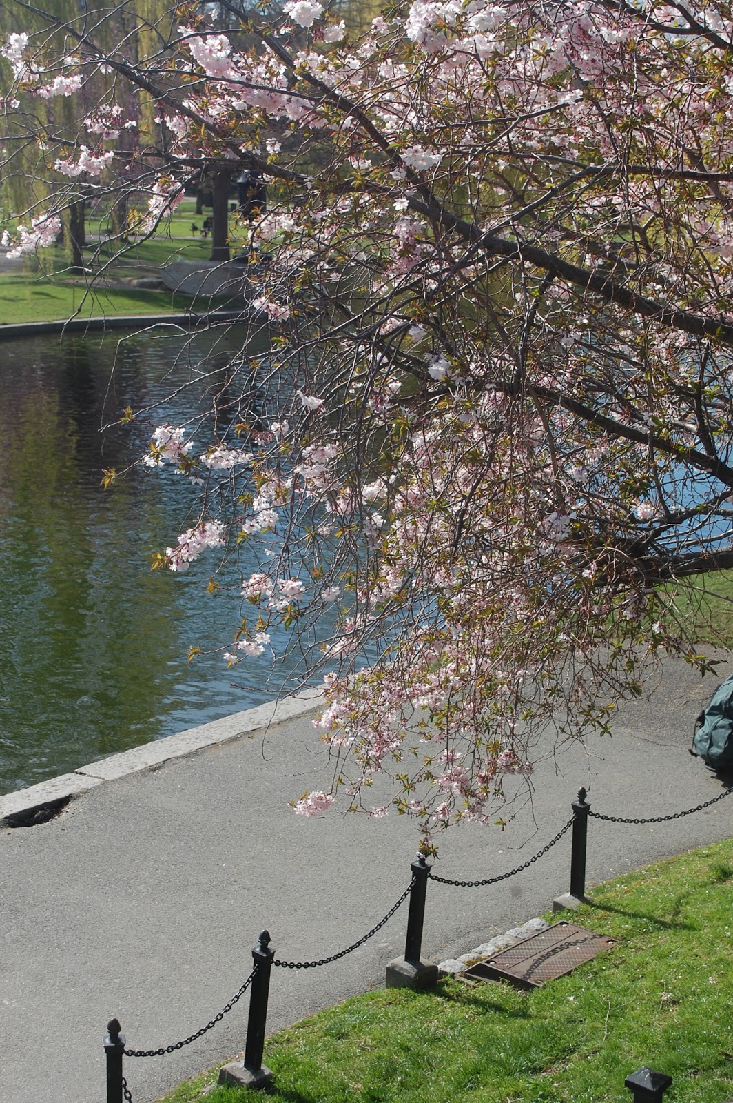 Sprouts: Spring Flowers at Boston Common