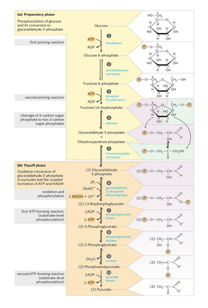 GLYCOLYSIS ~ Biologyexplorer
