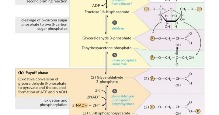 GLYCOLYSIS ~ Biologyexplorer