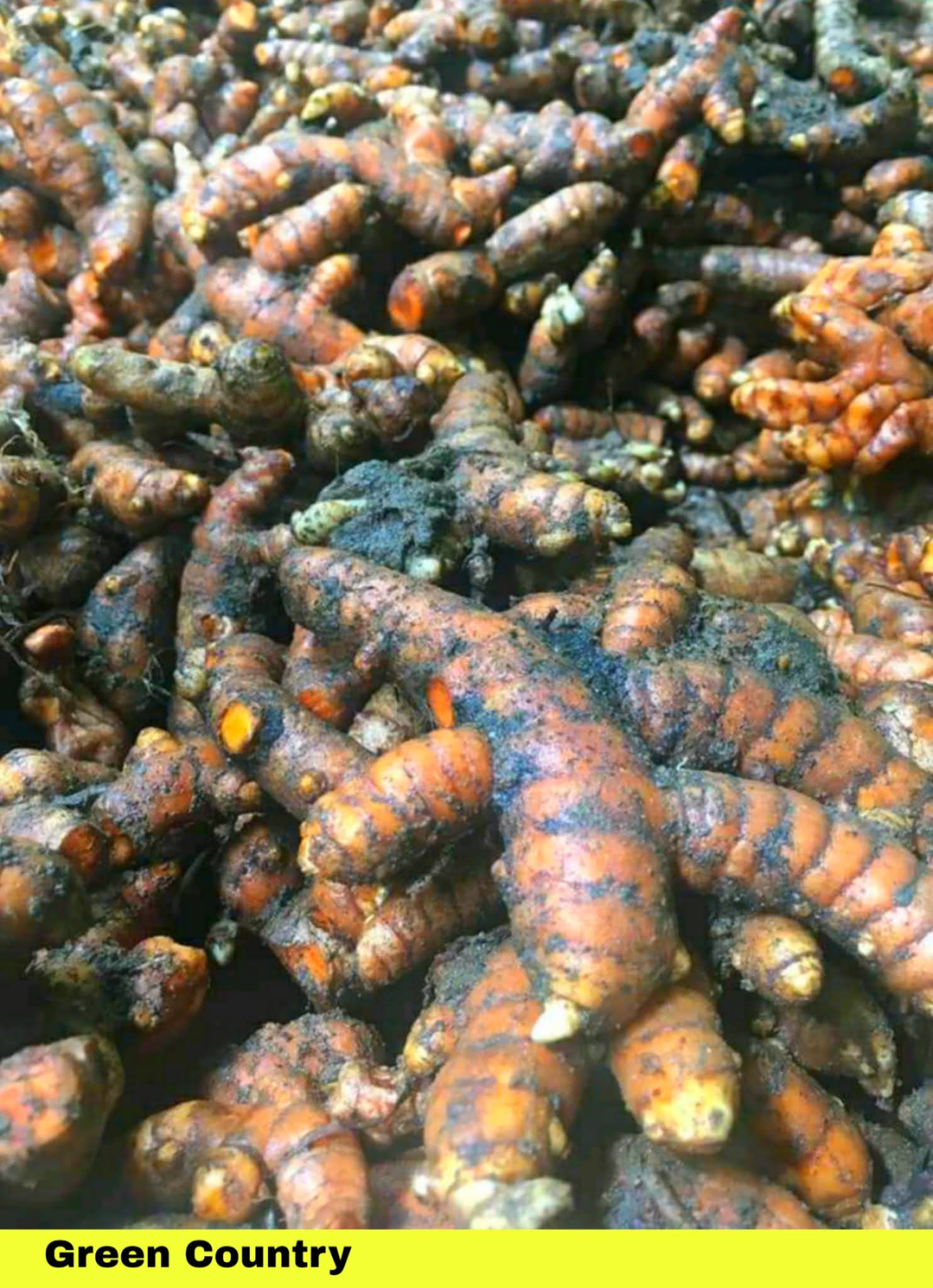 Learn About Turmeric Cultivation