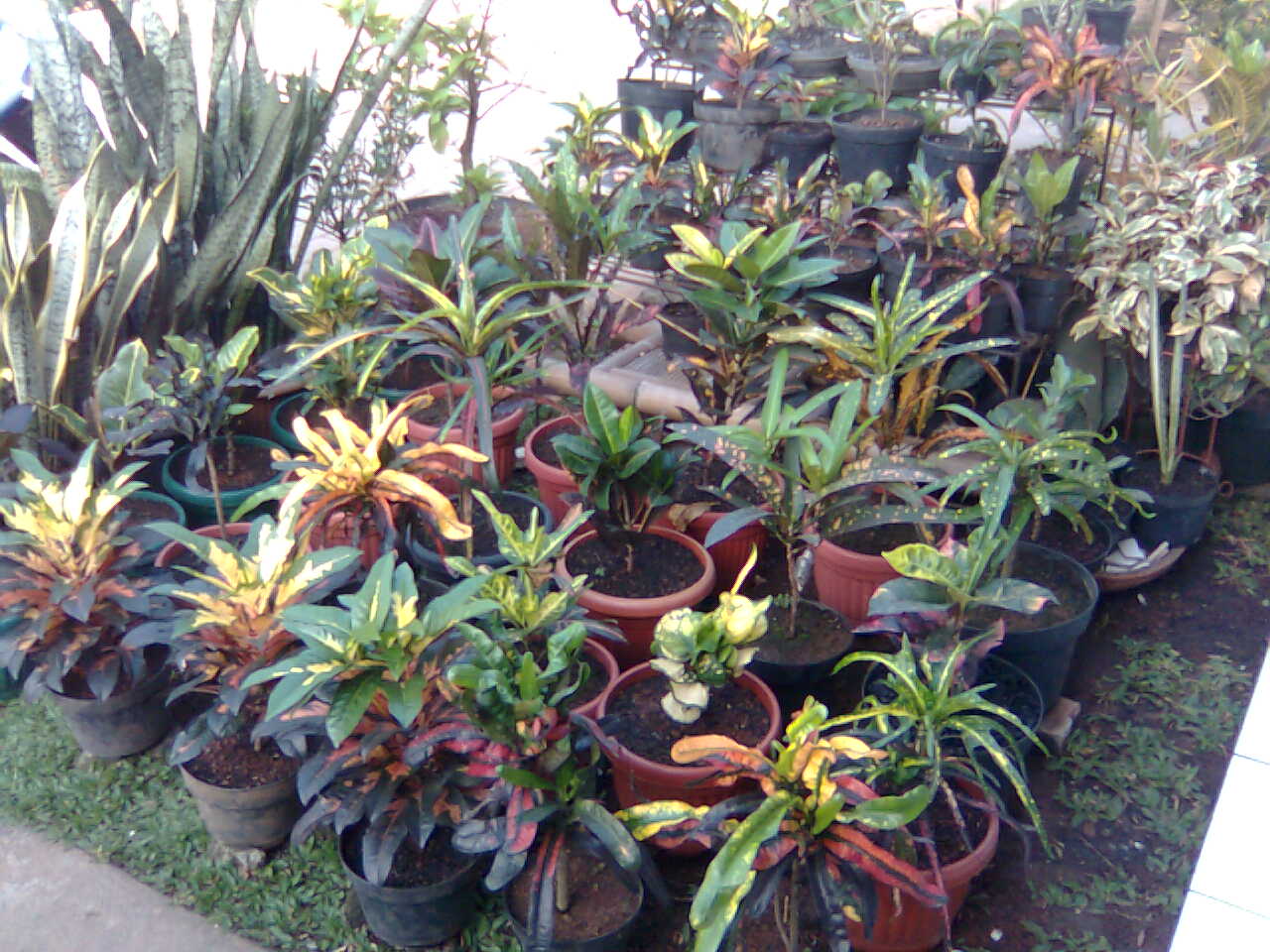 Budidaya Puring Itu Sangat Mudah