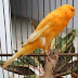 Red Isabel Mosaic Female Canary ~ Canaries Information and Photos