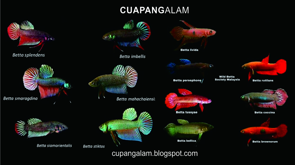 Mengenal Cupang Alam (Wild Betta) yang Eksotis dan Bernilai Jual Tinggi