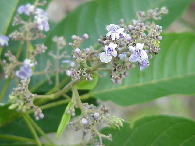 Flora dan Fauna Gorontalo - THE COLOUR OF INDONESIA