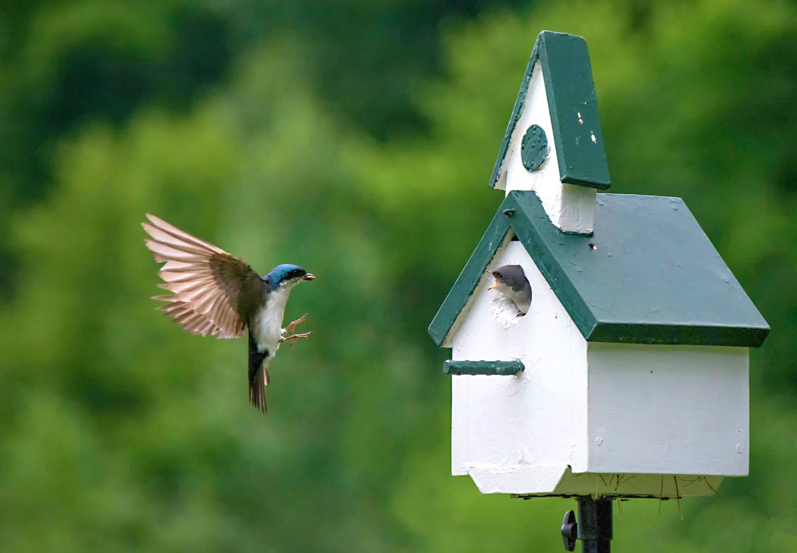 Carol's View Of New England: Tree Swallows