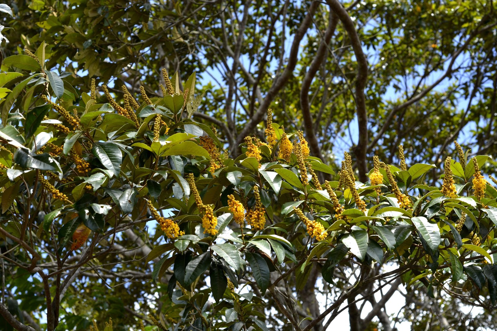 Pró-Vida Silvestre: Byrsonima crassifolia (Murici)