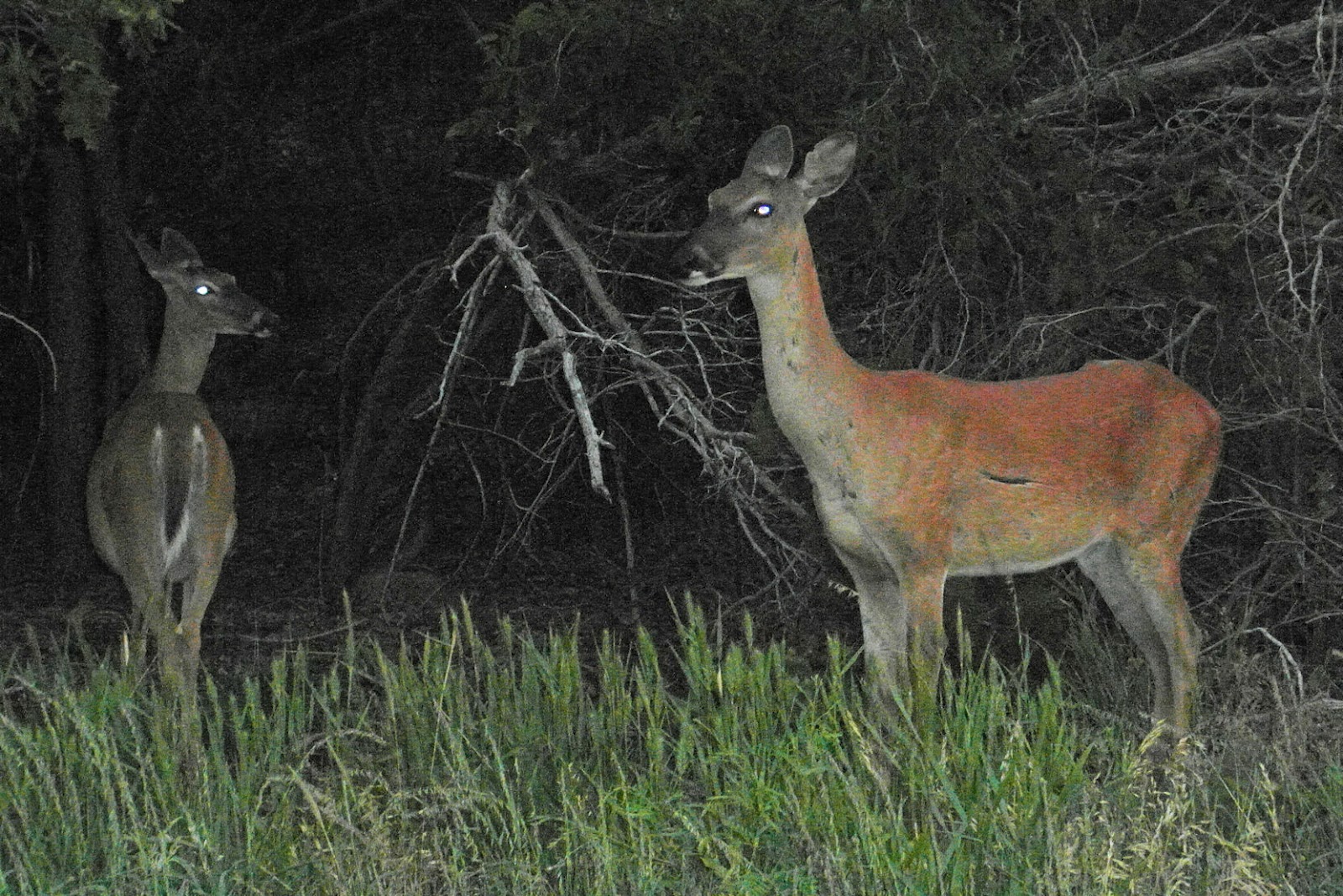 The Midlife Crisis Tour