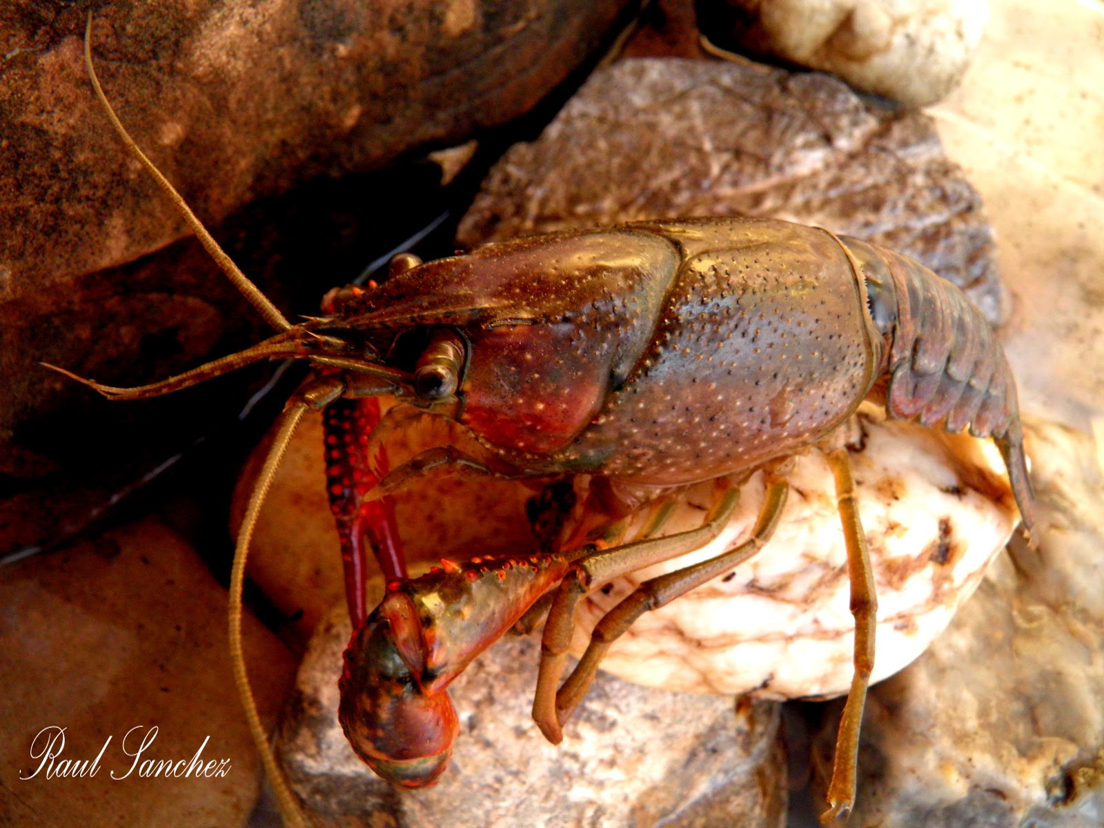 Naturaleza Viva : Cangrejo de río ( crustáceos decápodos )