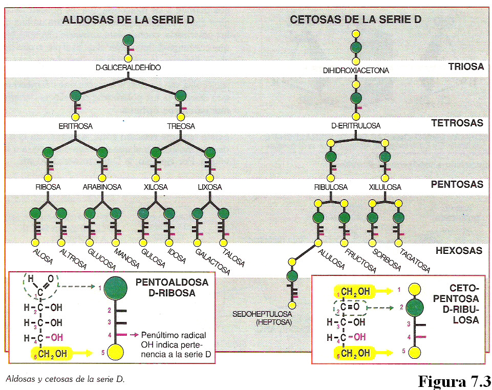 biologia2bachcamp: GLÚCIDOS