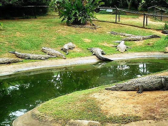 Sketching in Nature: What big teeth you have! - Maree
