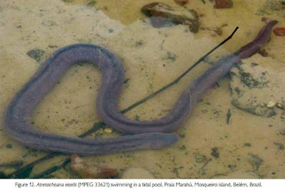 Species New to Science: [Herpetology • 1995] Atretochoana (originally ...