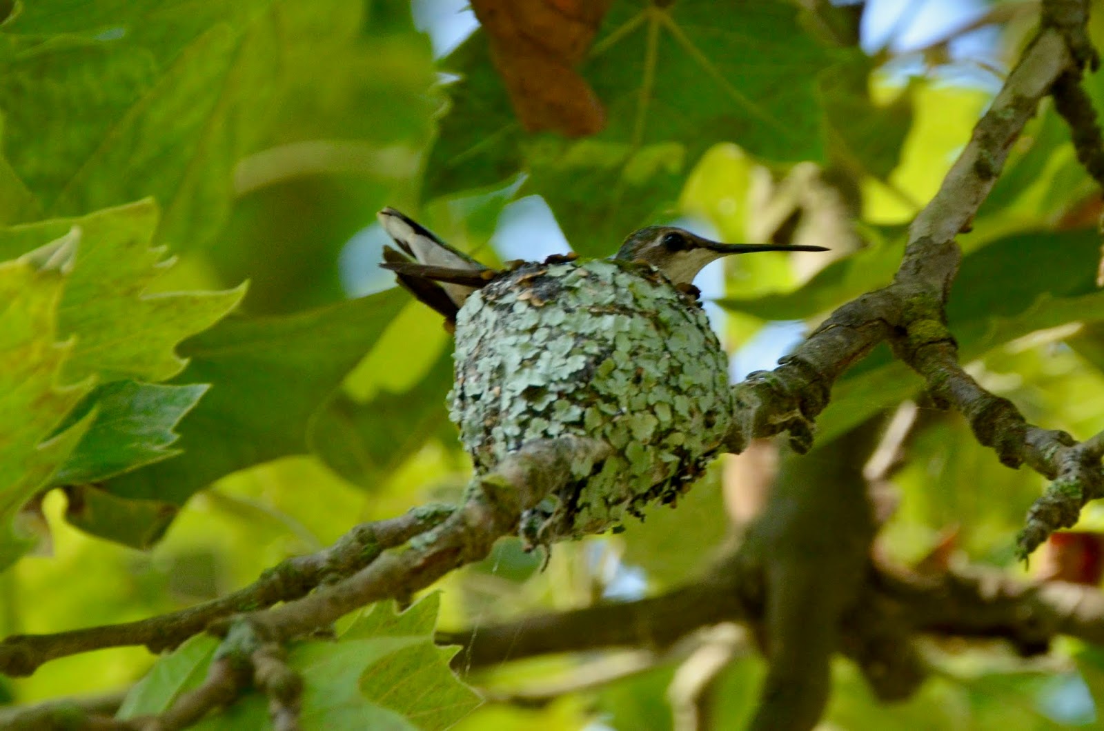 Urban Wildlife Guide: Hummingbird Nest!