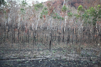 BunyipCo: October 2013