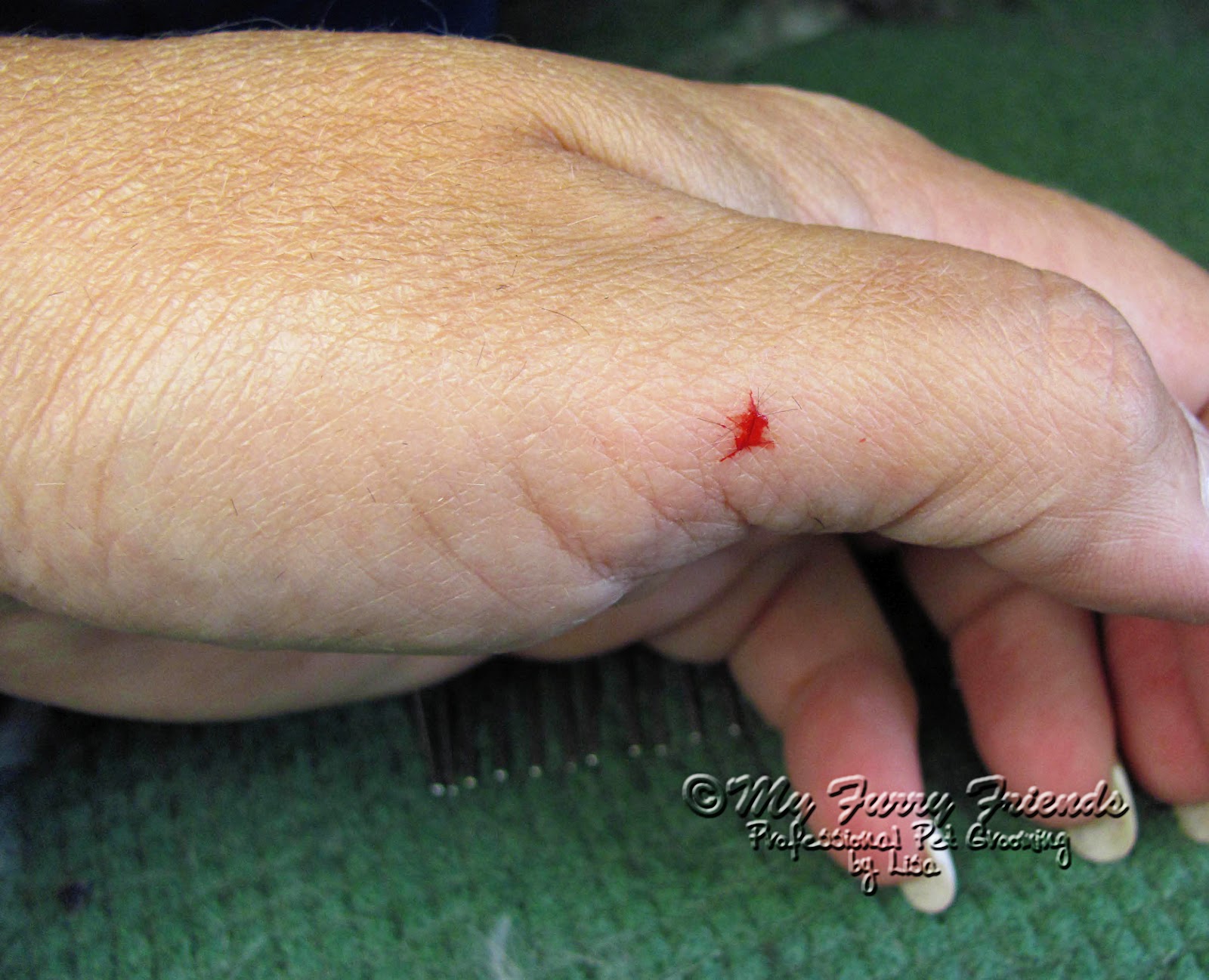 Pet Grooming: The Good, The Bad, & The Furry: How Often Do You Do It?