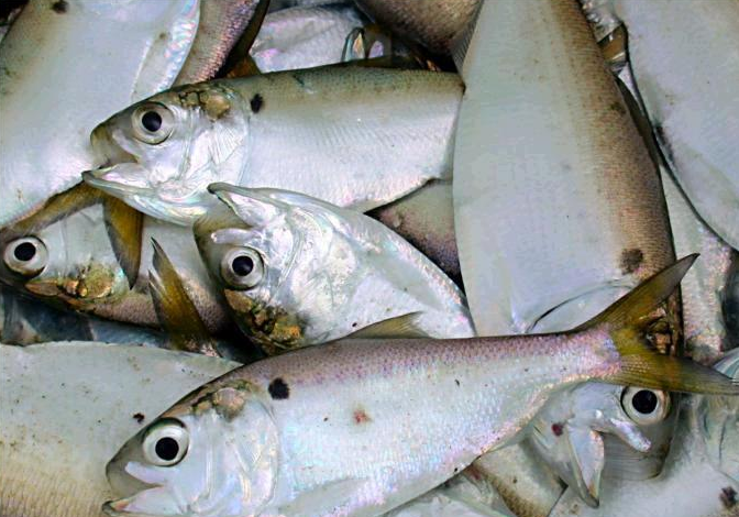 have kayaks, will travel: Who invented that? The pogie's history revealed.