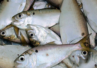 have kayaks, will travel: Who invented that? The pogie's history revealed.