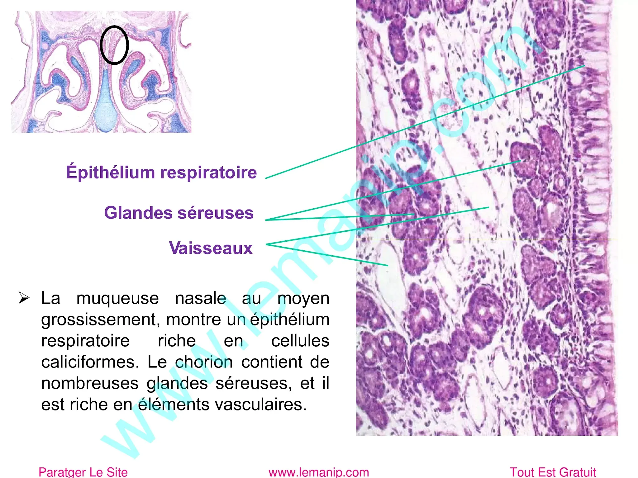 Histologie De L'appareil Respiratoire