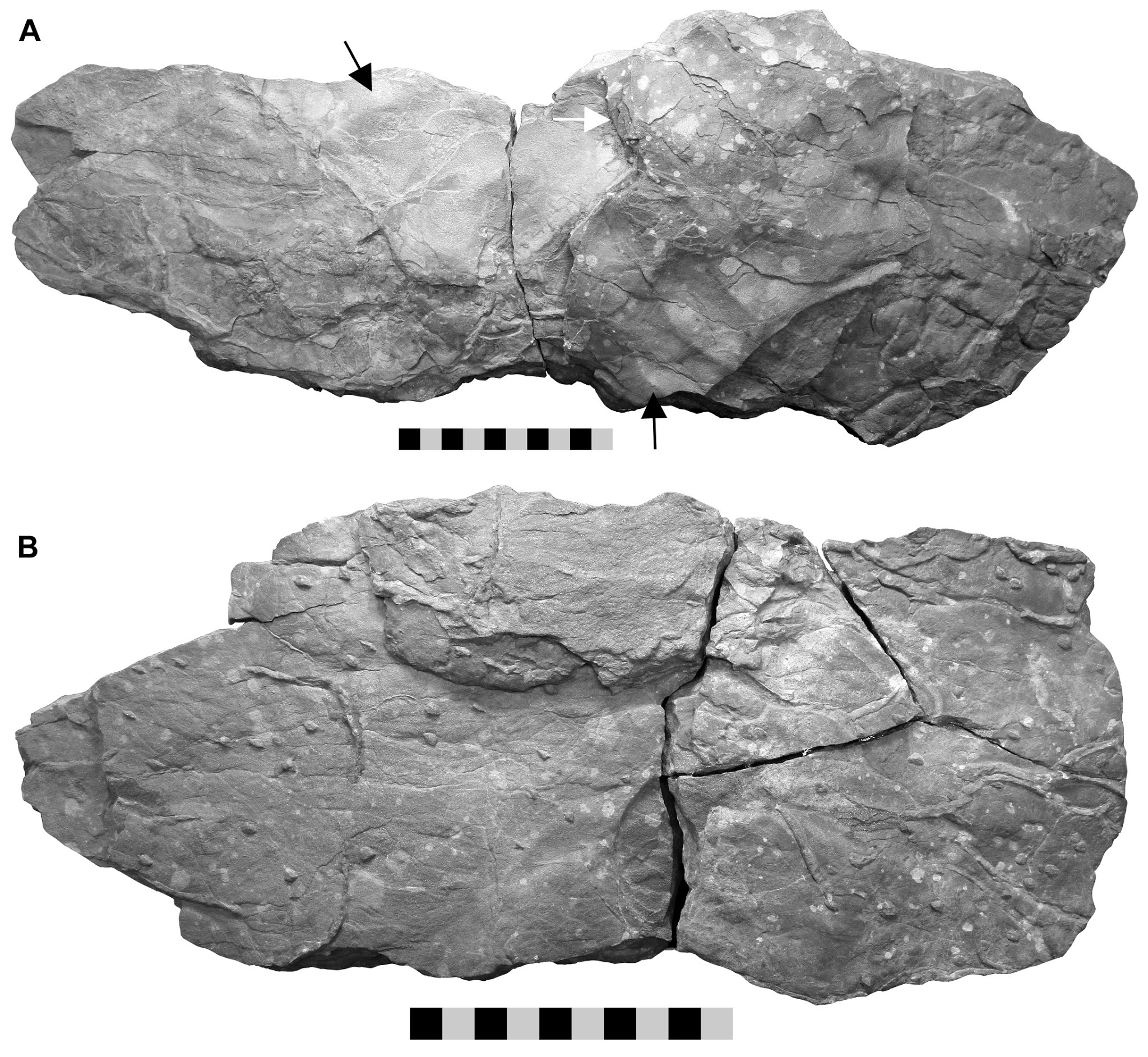 Equatorial Minnesota: The Lost Fucoids of Edwin McKee