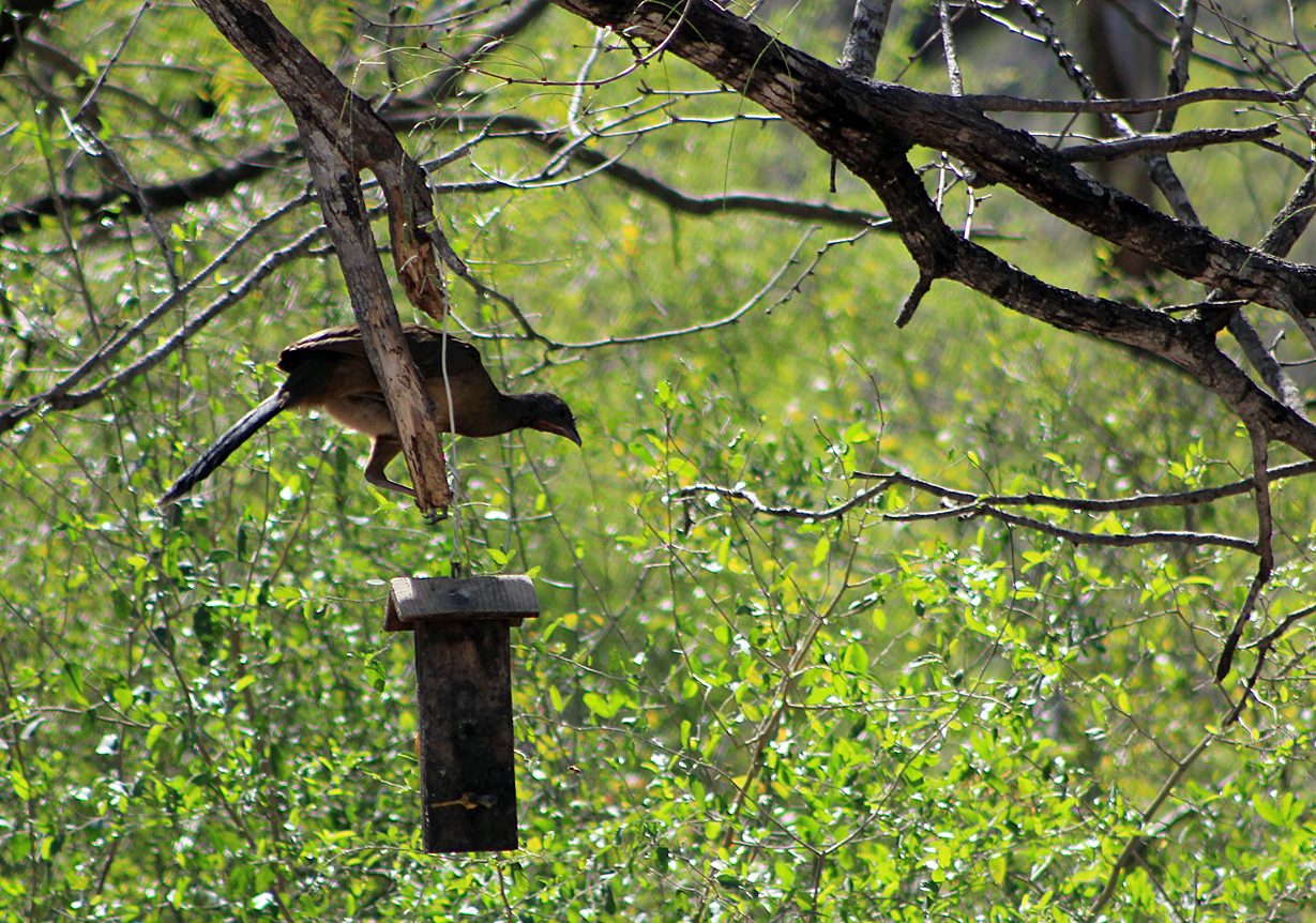 Birding Is Fun!: Plain Chachalaca