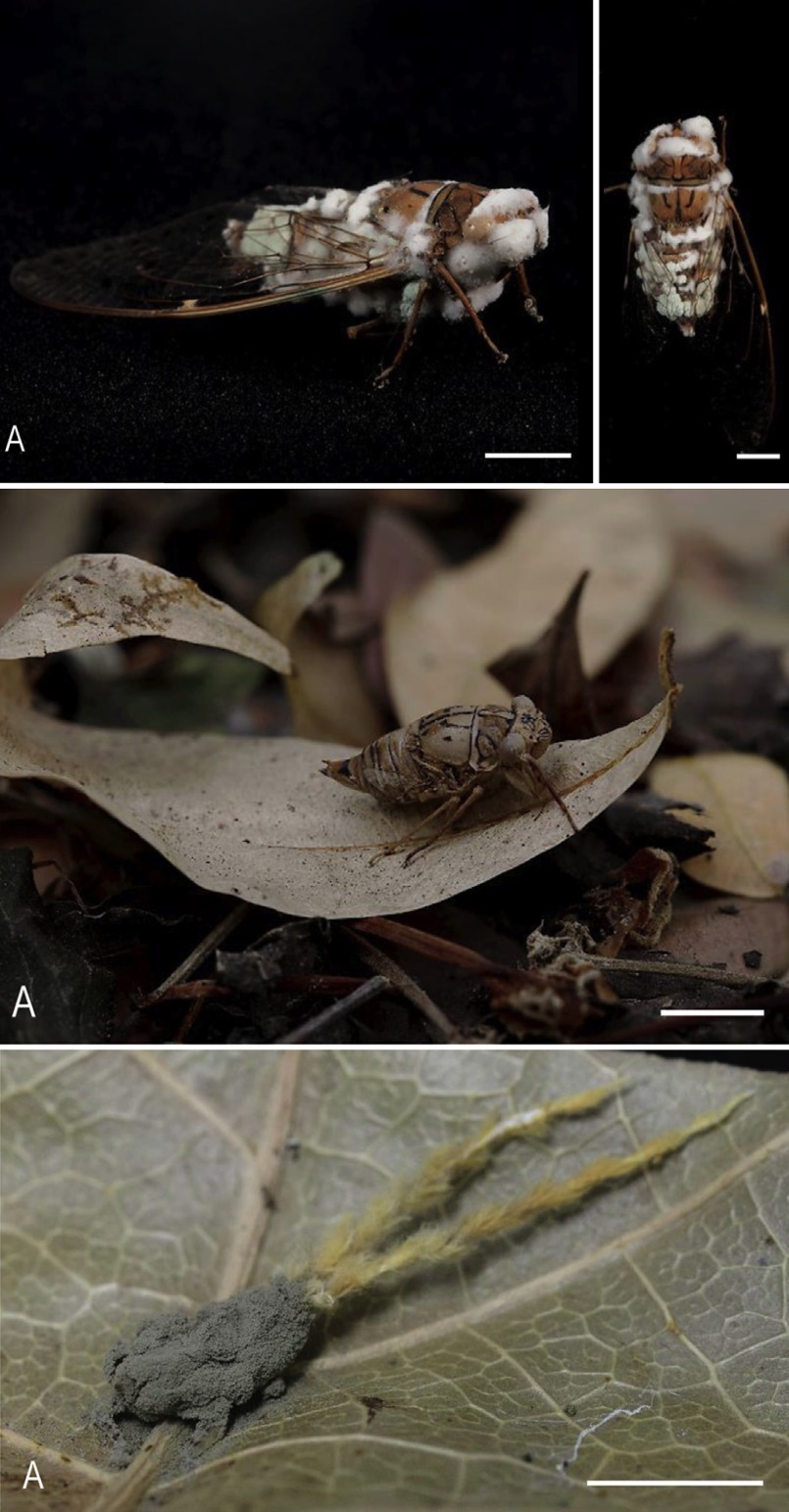Species New to Science: [Fungi • 2020] Revisiting Metarhizium and the ...