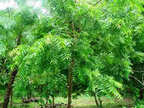 RW PAISAGISMO: ÁRVORE: NIM / NEEM INDIANO