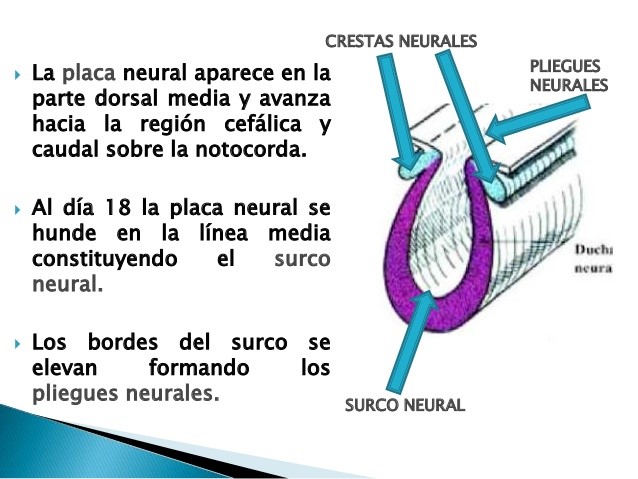 Ontogénesis del Sistema Nervioso : Placa Neural