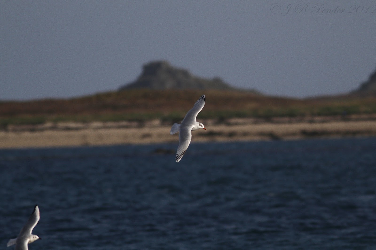 Joe Pender Wildlife Photography: Todays Seabird