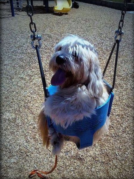 Images For: Swingin Mutts / Funny Dog Pictures / Cute Dogs / Puppy Pictures