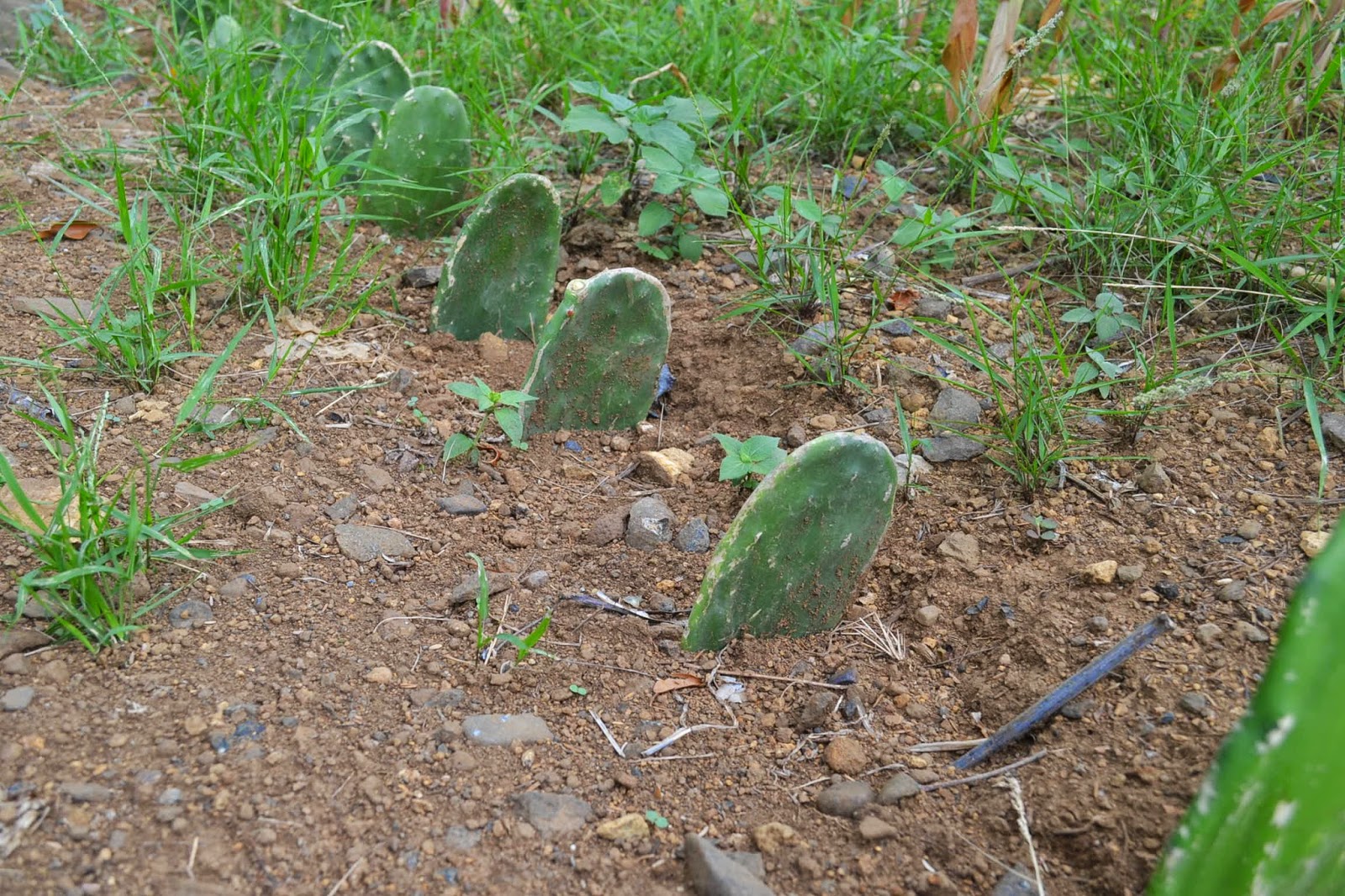 Cultivo de Nopal en El salvador: July 2014