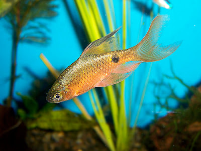 Shamudra Bilash: Danio, Shark & Barb Fish