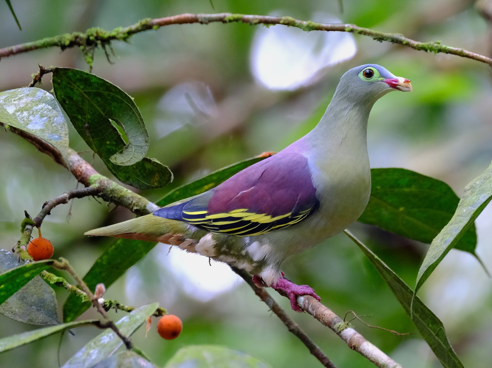 Mike is the name Birding is the game ( Birding in Malaysia - Malaysian ...