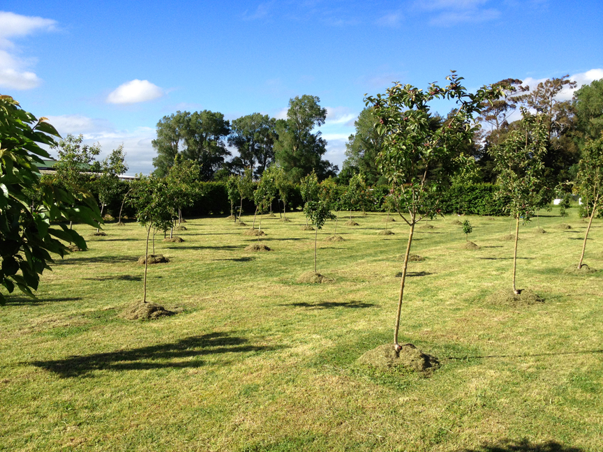 Willowbrook Park: Orchard...
