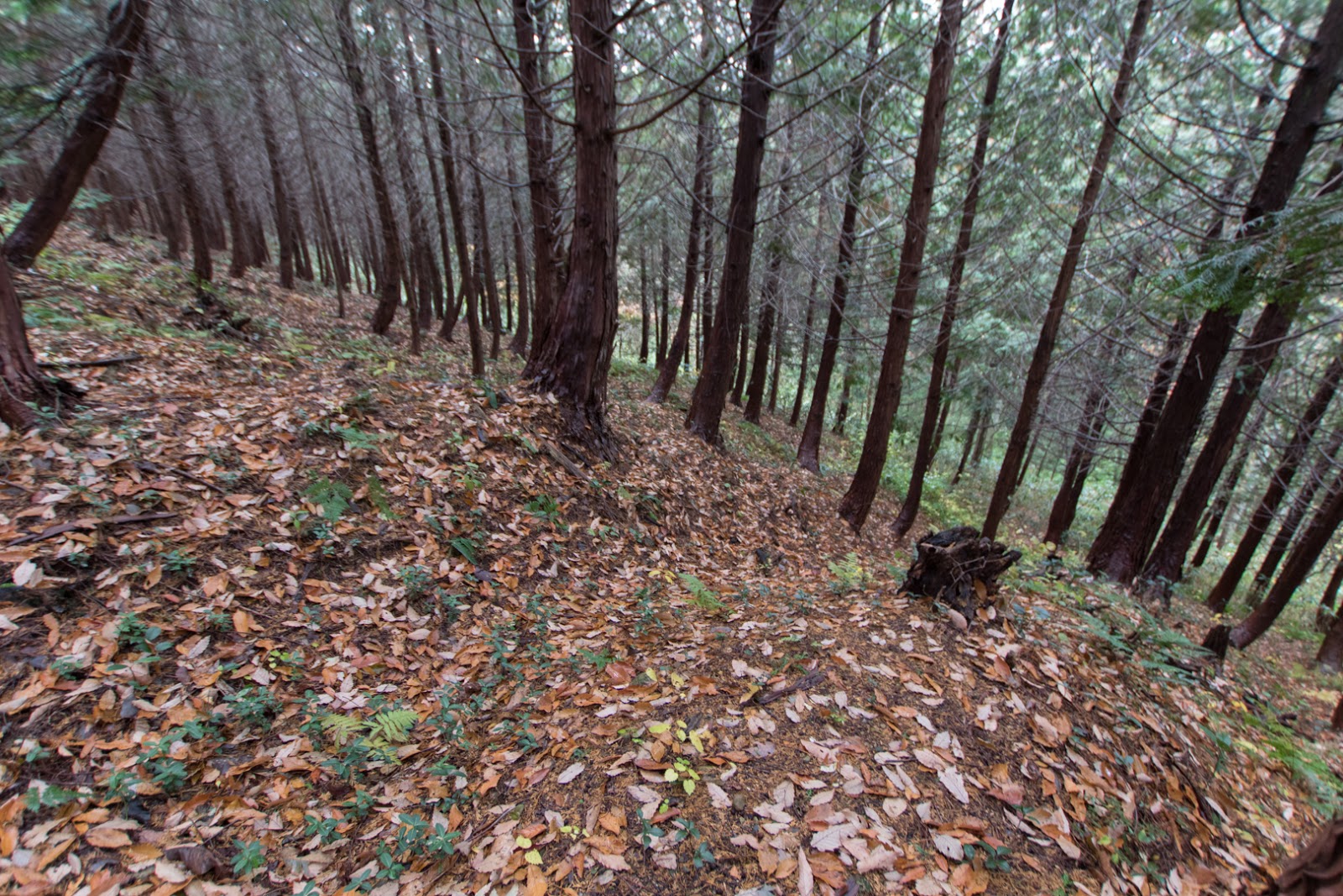 Obasawa Castle -Numerous dry moat defense line toward strong relative ...