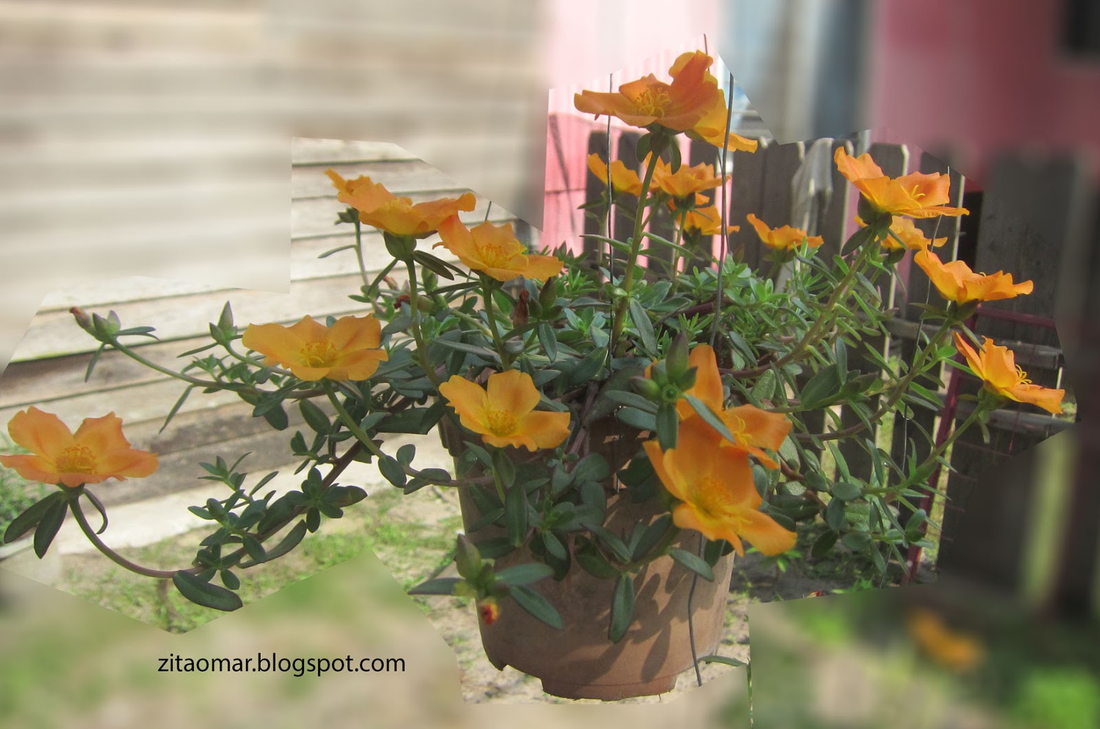 ...SeKaDaR CoReTaN....: BUNGA JARI LIPAN..@ ROSE JEPUN