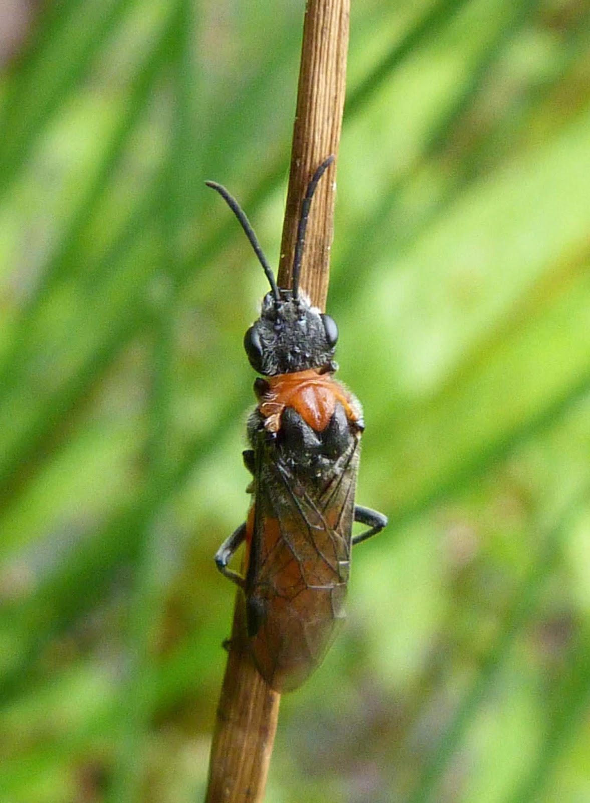 Insects of Scotland: Bees/Wasps/Ichneumons/Sawflies/Ants