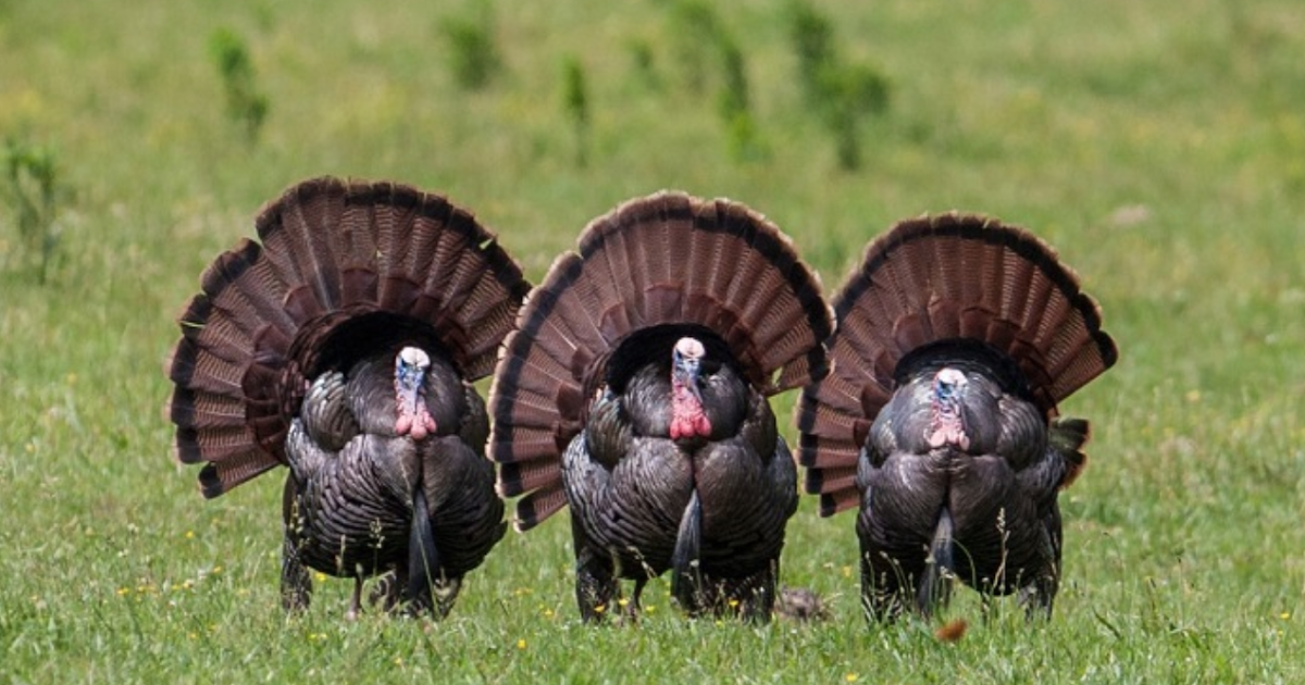 2020 Ends with Three Turkeys by @EdenBaylee
