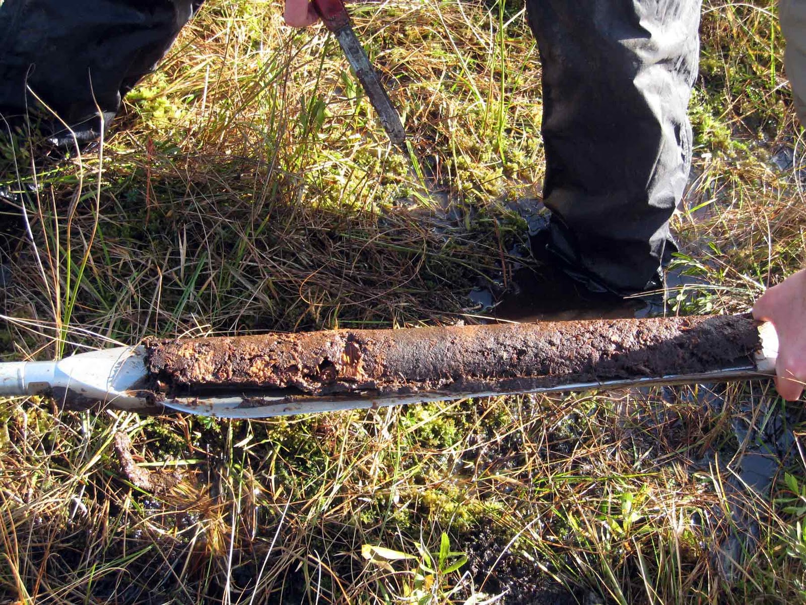 Isle of Bute Master Chronology: Fieldwork