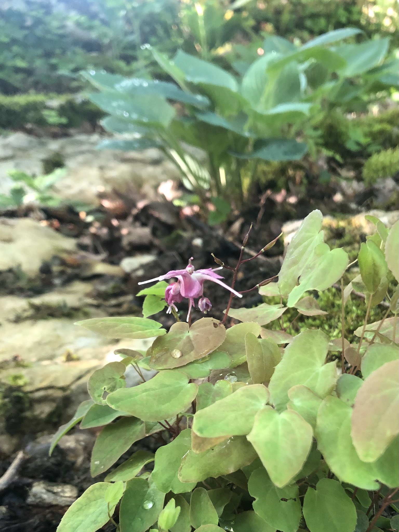 The Great Blackberry Garden Treasure Hunt - Discoveries Day 3
