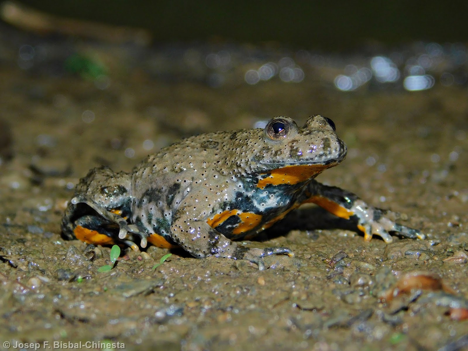 (Paleo-)Herpetología: Bombina variegata - Sapillo de vientre amarillo