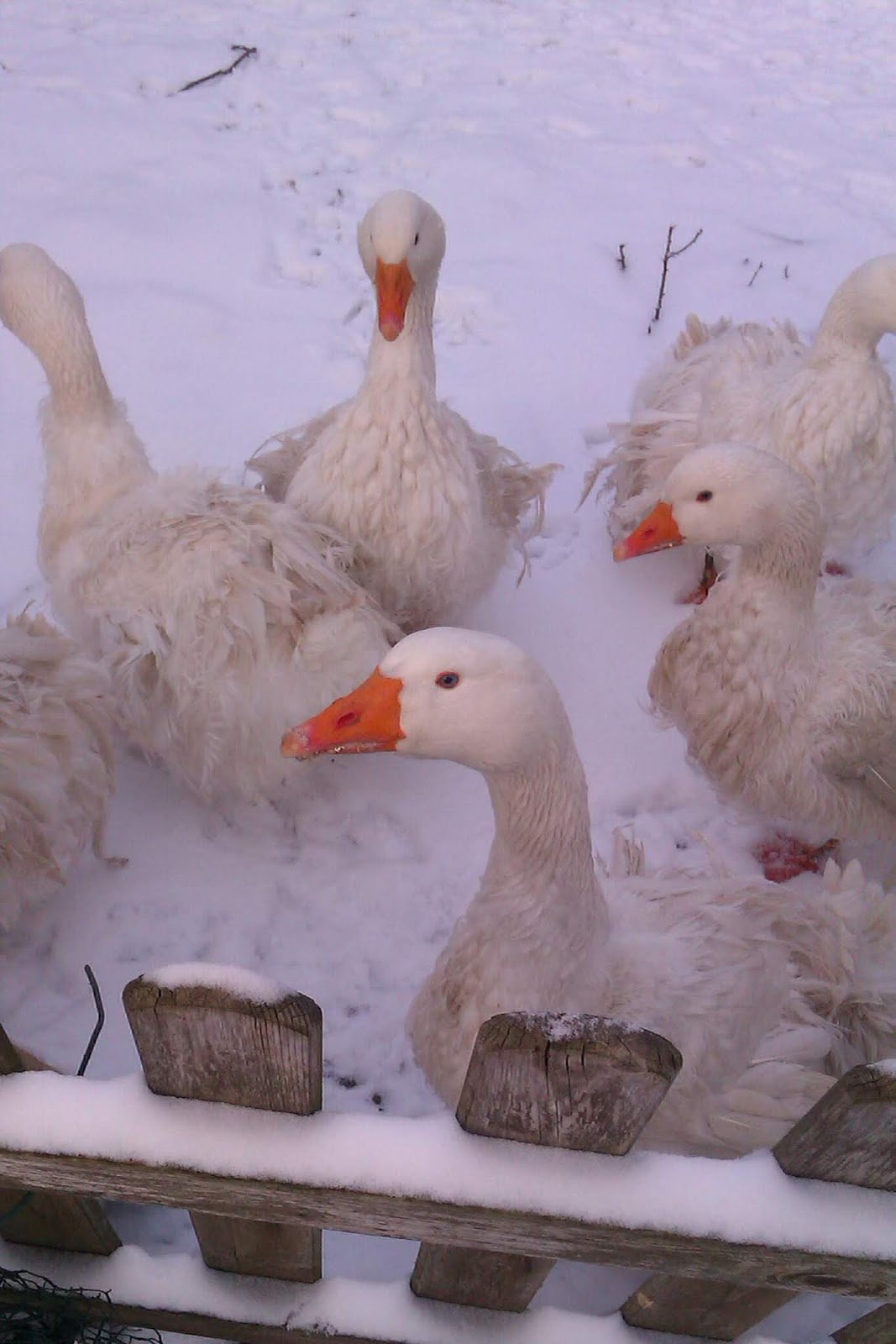 Frau Frieda: Ungarische Lockengänse