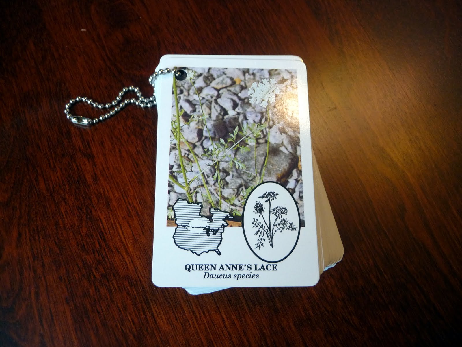 Ben's Journal: Review: Wild Cards: Edible Wild Foods