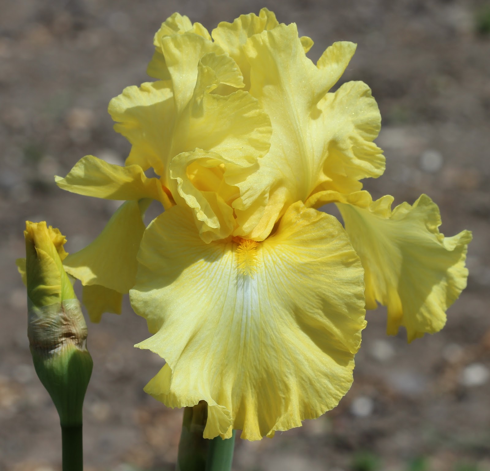 World of Irises: 2016 A GOOD YEAR FOR TALL BEARDED IRIS