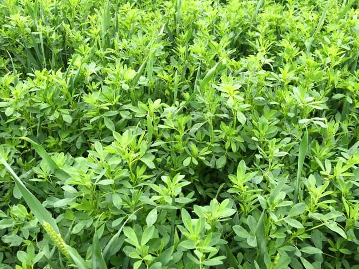 TẠI SAO CỎ LINH LĂNG LẠI LÀ VUA CỦA CÁC LOÀI THẢO MỘC?