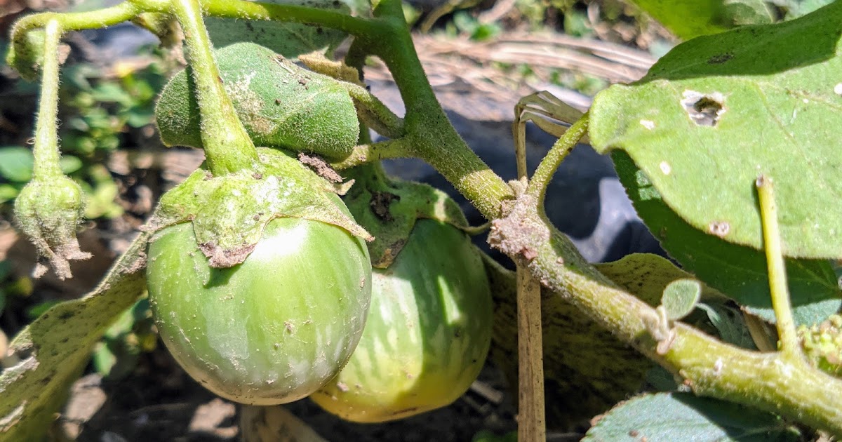 In Detail About Horticulture & Horticulture Crops Cultivation ...